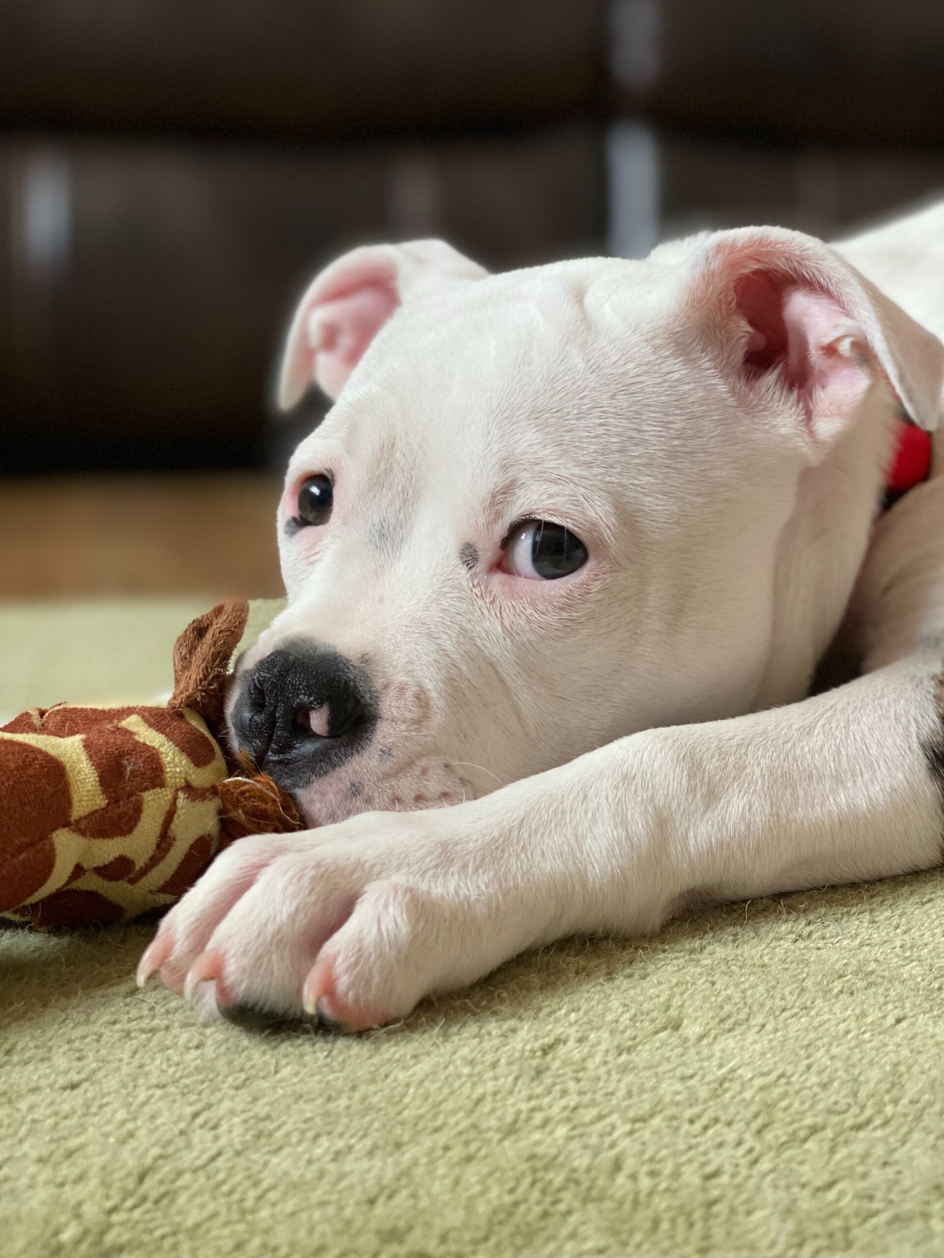 Canine Welfare Policy - National Canine Advocacy Group